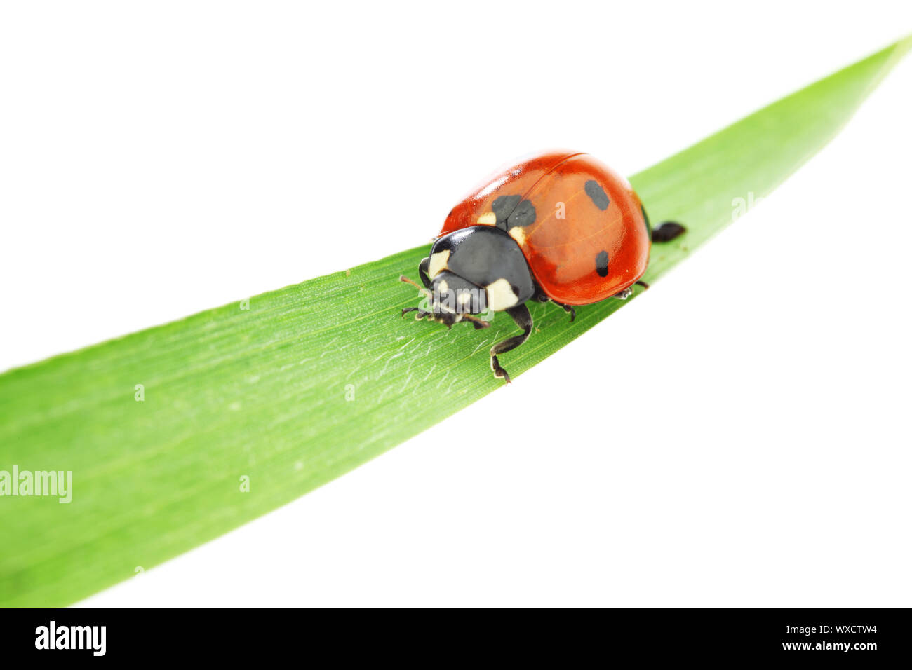 ladybug on green grass isolated white background Stock Photo - Alamy