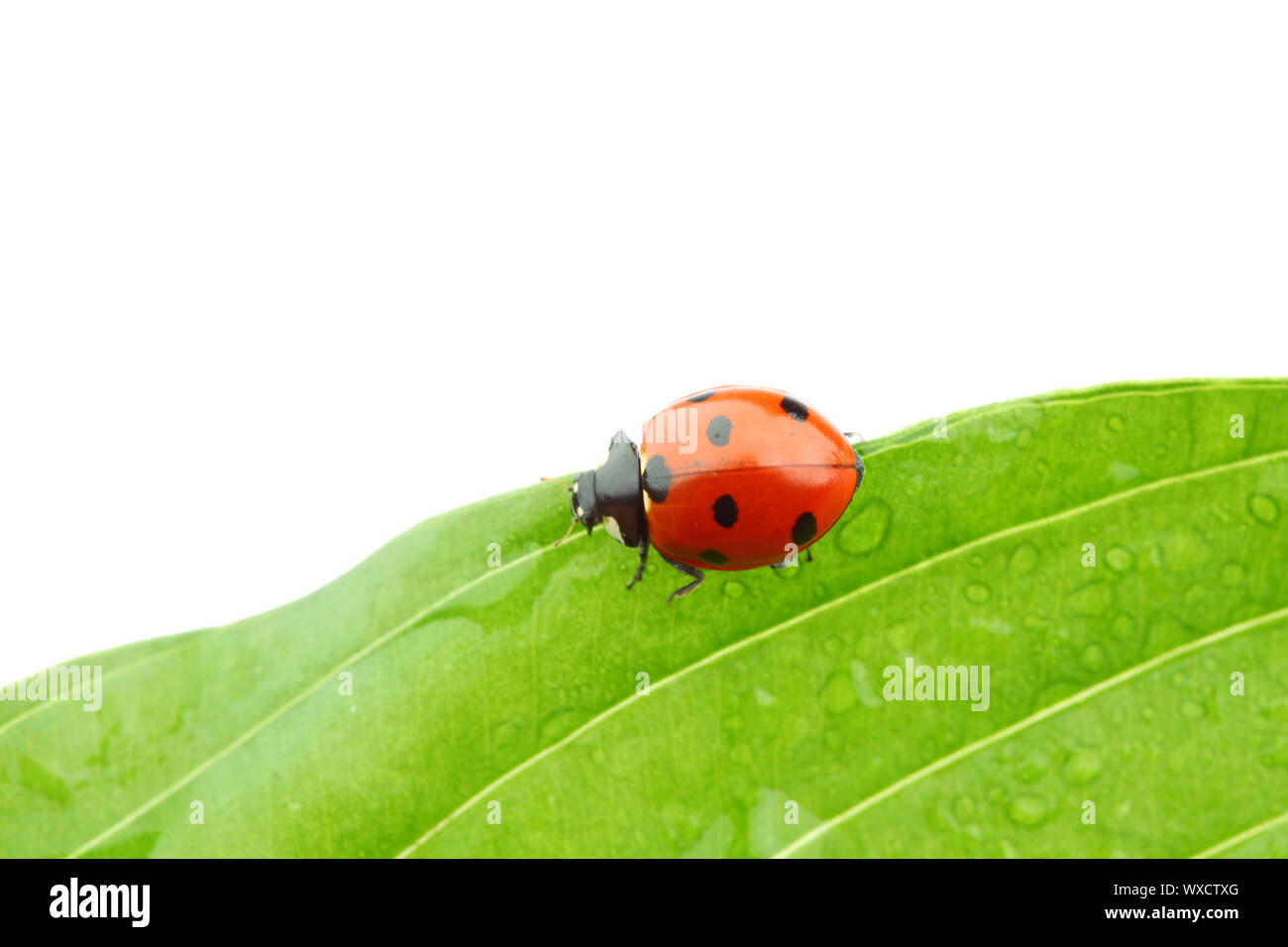 ladybug on big green leaf Stock Photo - Alamy