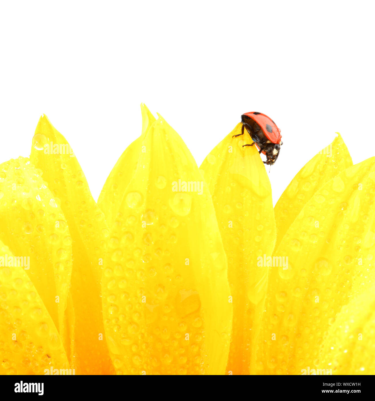 ladybug on sunflower isolated white background Stock Photo - Alamy
