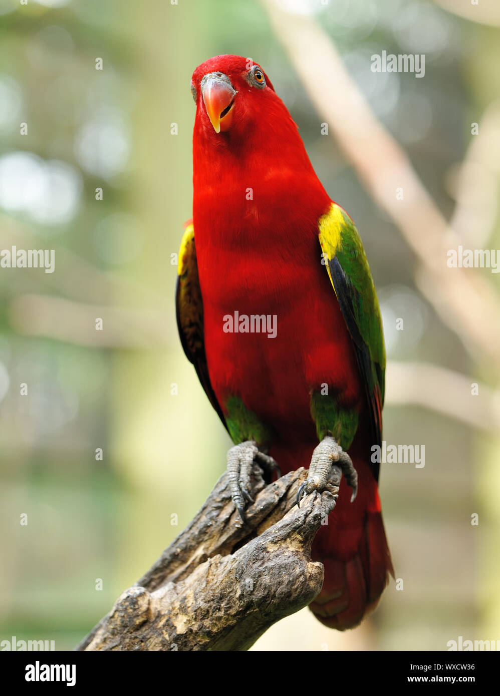 Beautiful red parrot bird close up Stock Photo - Alamy