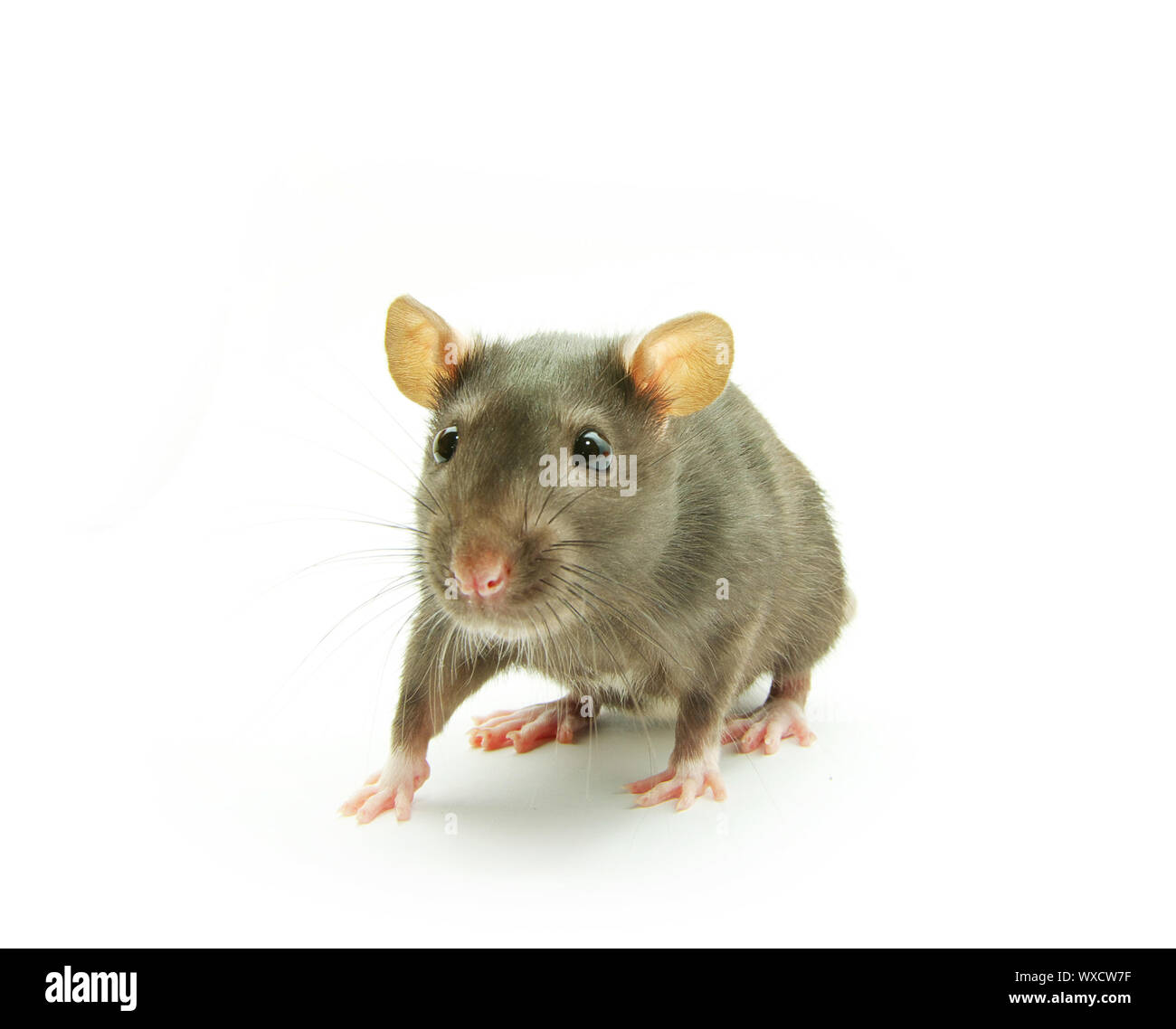 funny rat isolated on white background Stock Photo - Alamy
