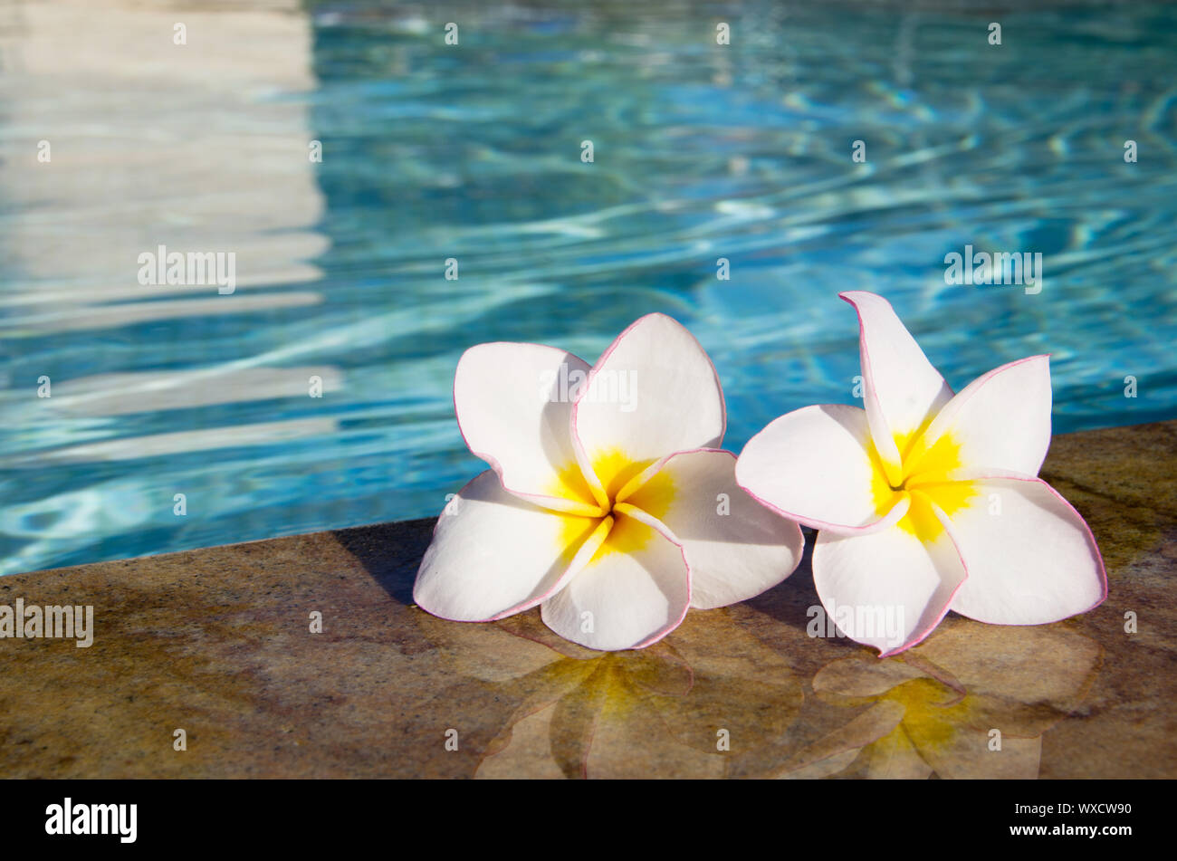 Tropical flower Plumeria on swimming pool Stock Photo - Alamy