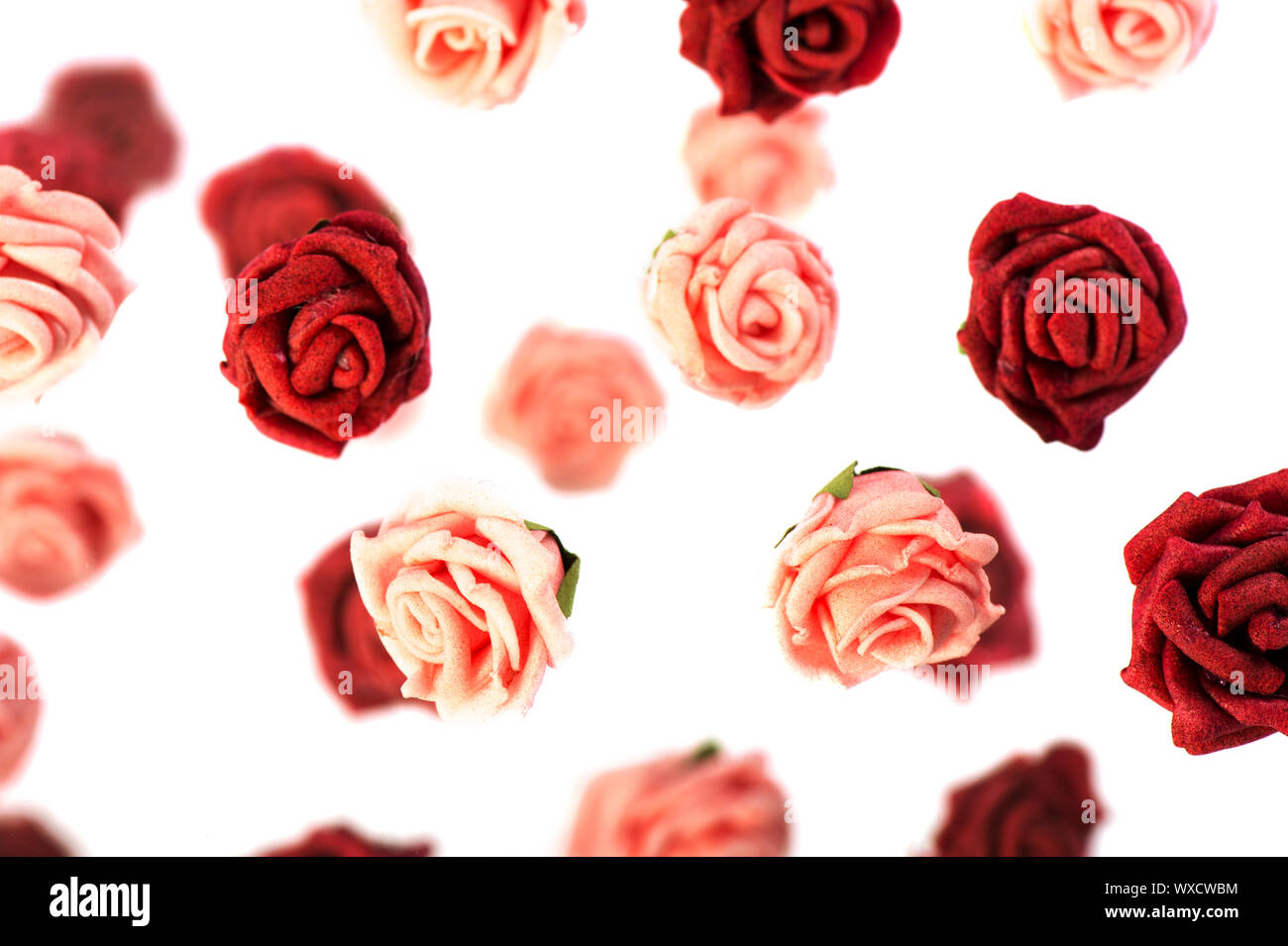 Red and pink roses against white background Stock Photo - Alamy