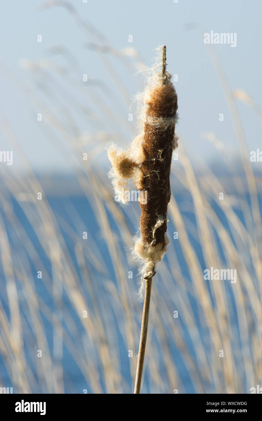 Open bulrush hi-res stock photography and images - Alamy