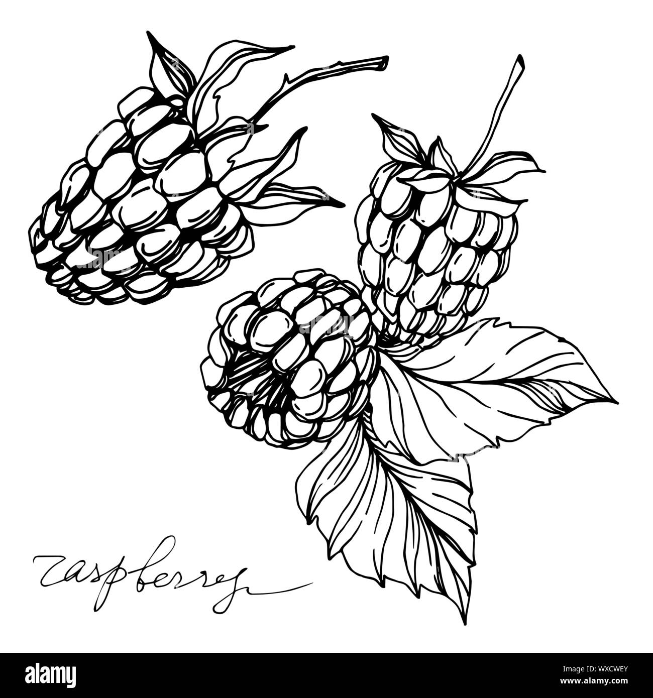 Vector Raspberry healthy food fresh berry isolated element. Black and ...