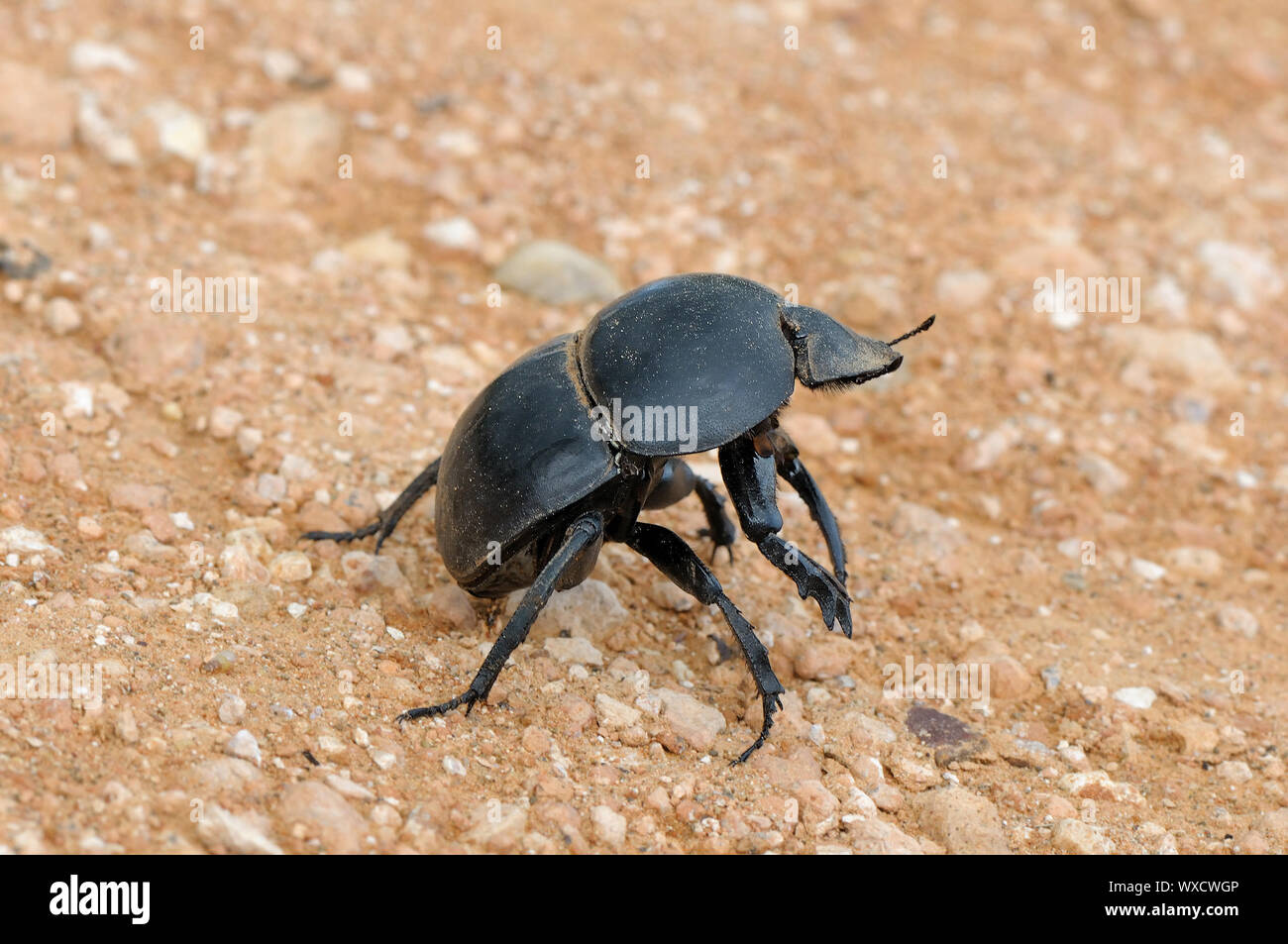 Flightless Dung Beetle, Circellium bacchus in the Addo Elephant ...