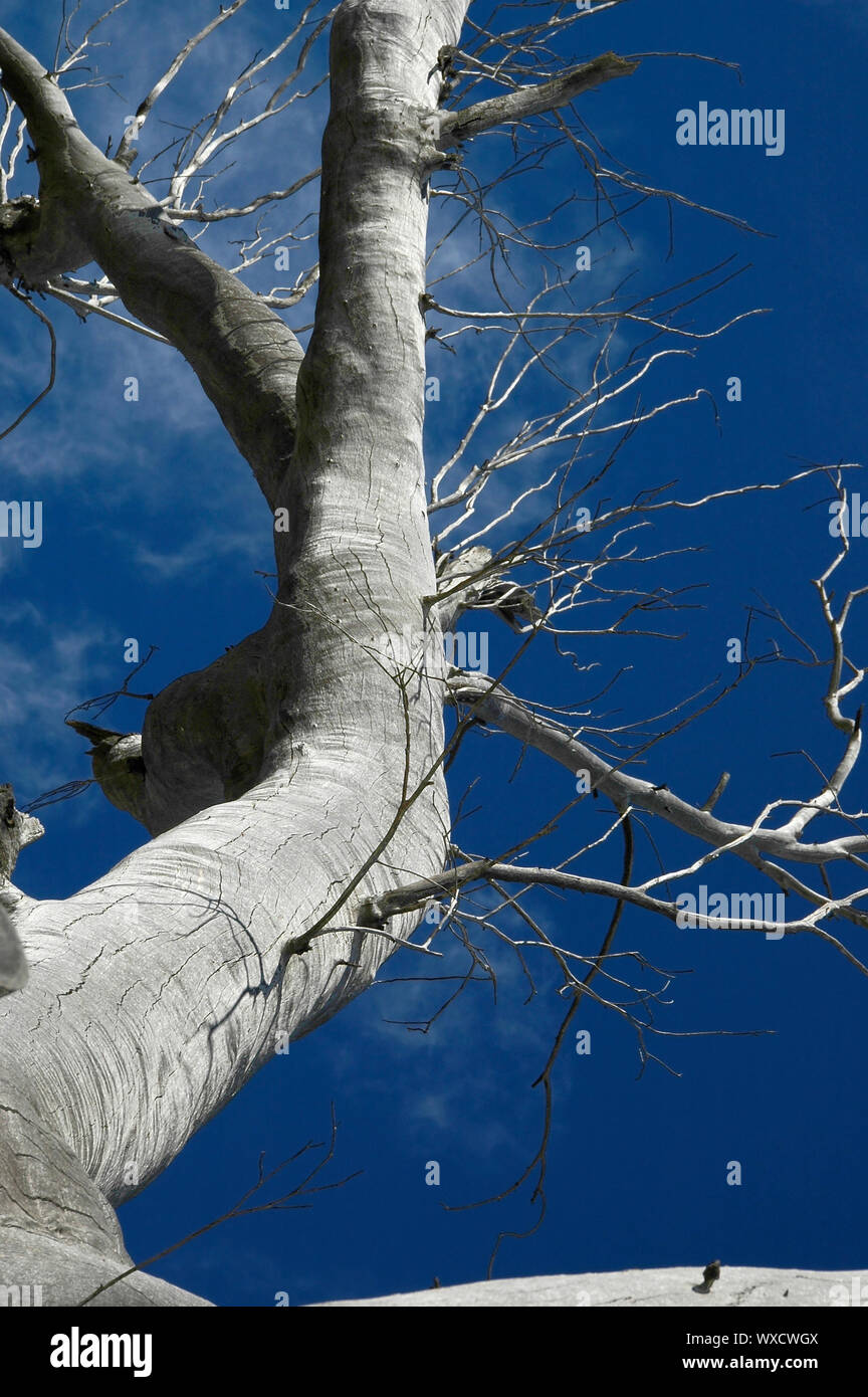 Tree and branches against the blue sky Stock Photo - Alamy