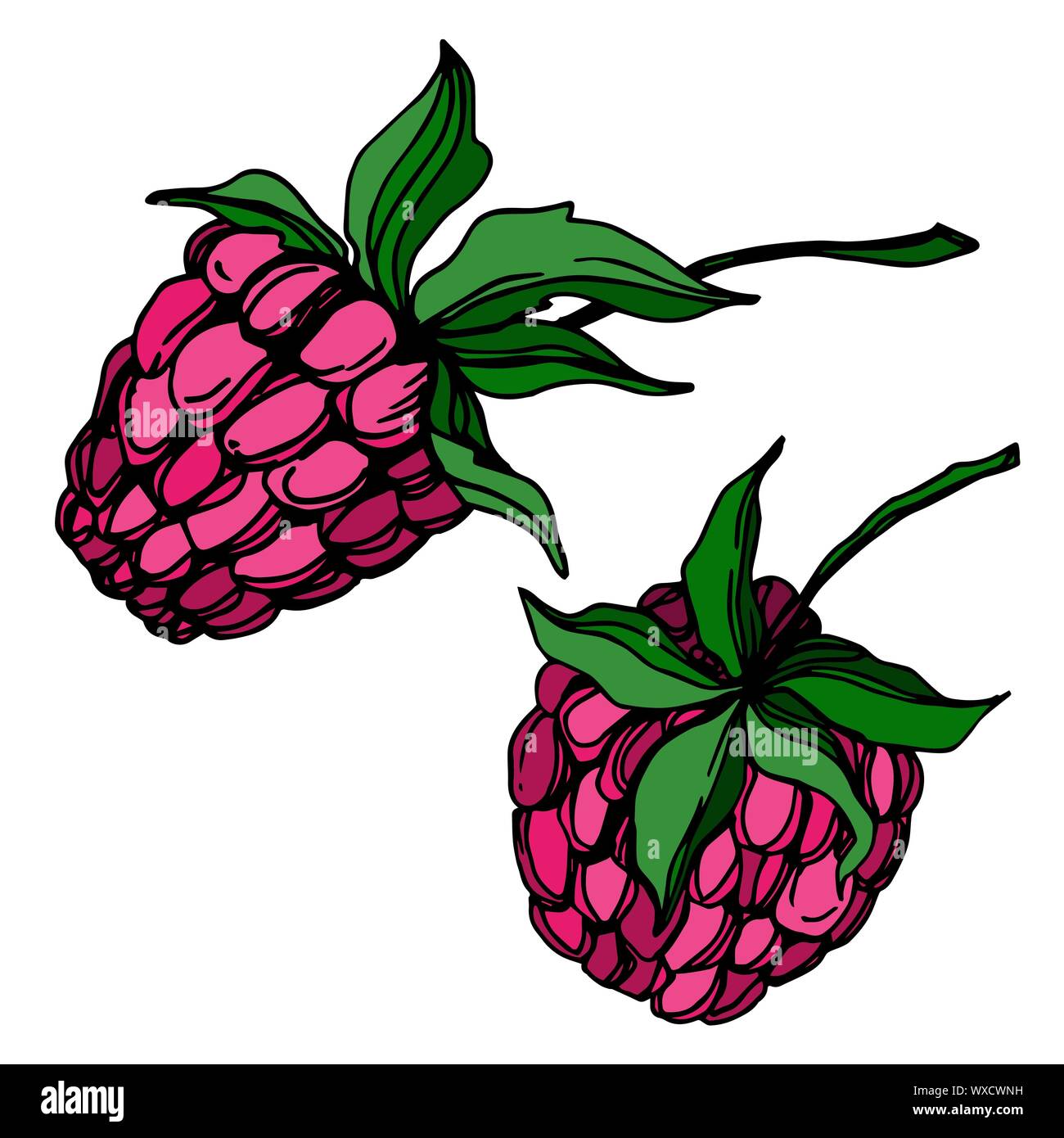 Vector Raspberry healthy food fresh berry isolated element. Black and ...