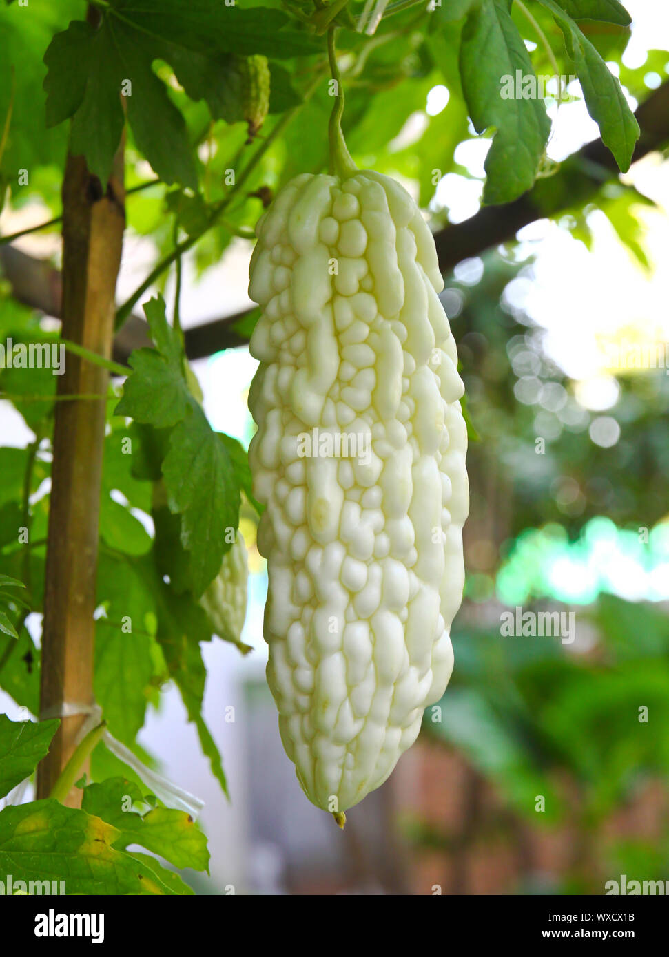 Bitter Melon in farm Stock Photo - Alamy