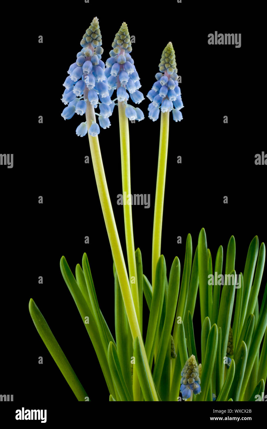 Blue Muscari flowers over black Stock Photo - Alamy