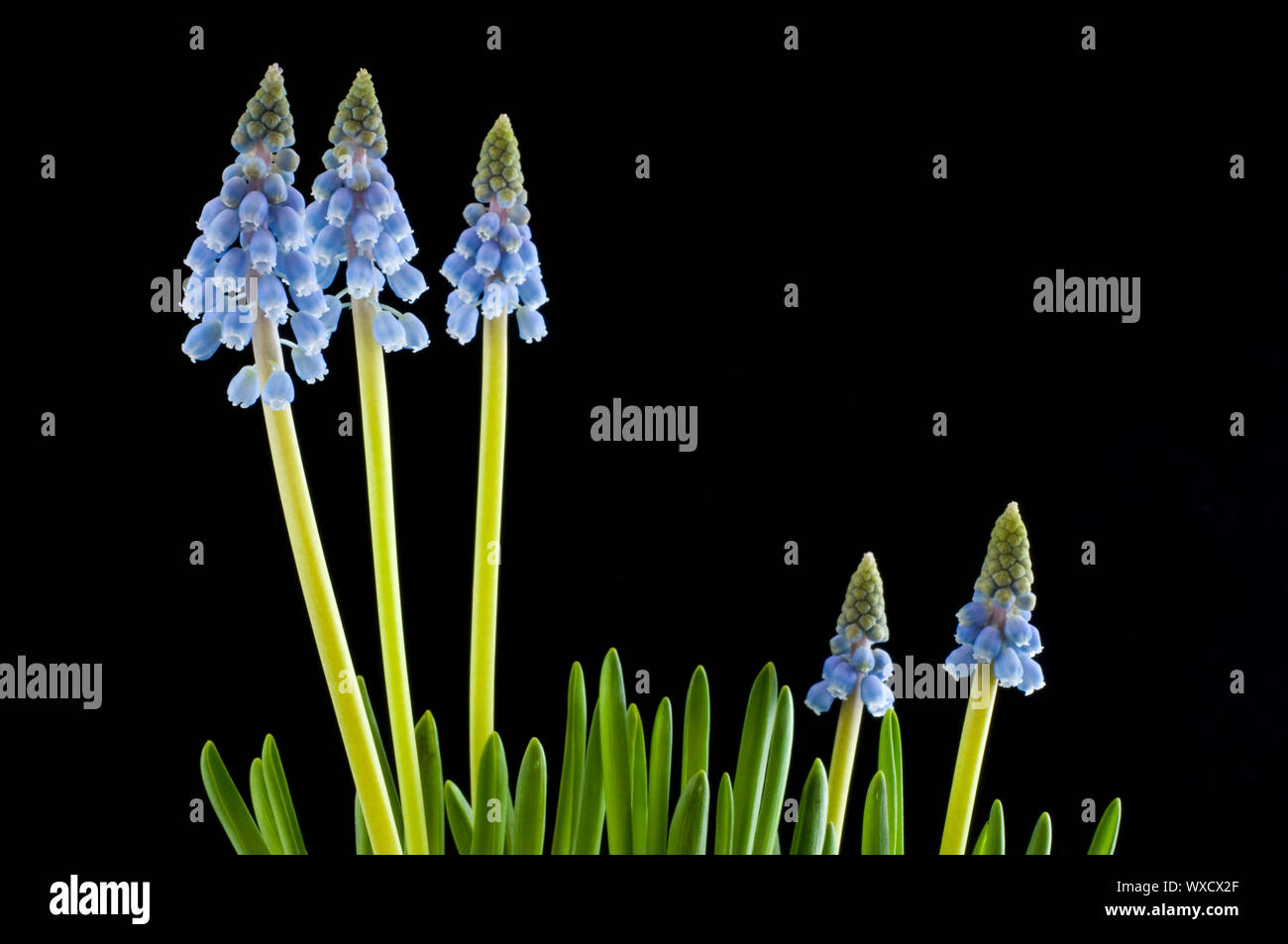 Blue Muscari in spring isolated over black Stock Photo - Alamy