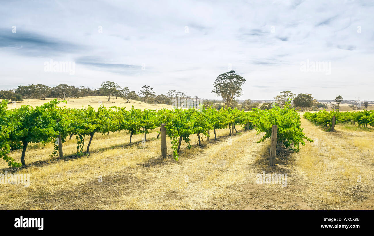 An image of the Barossa Valley landscape in Australia Stock Photo - Alamy