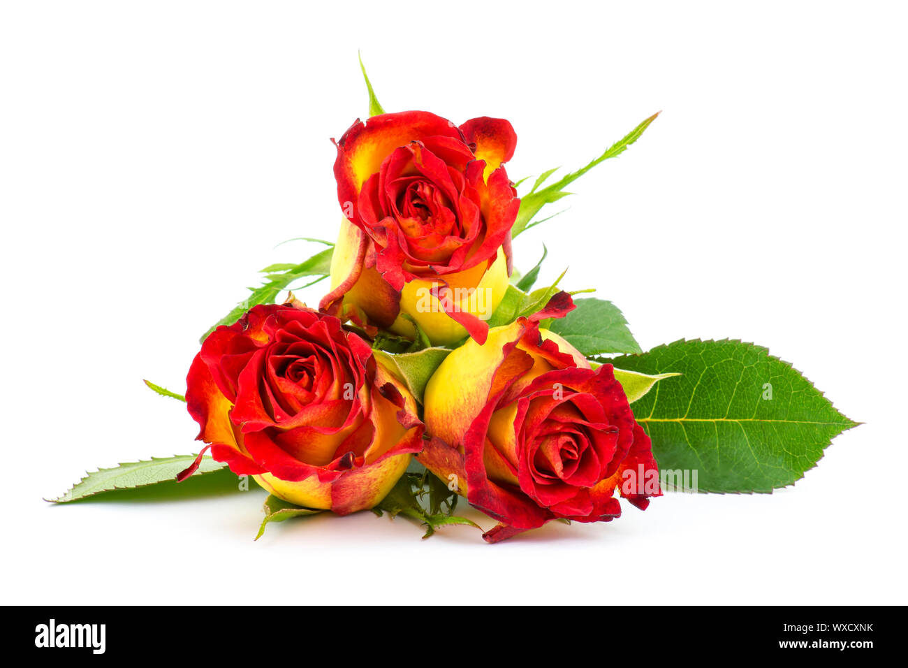 red and yellow roses on white Stock Photo - Alamy