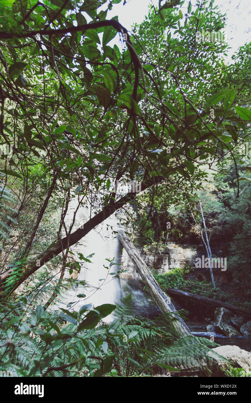 waterfalls and wild Australian bush during a hike in Tasmania with its ...