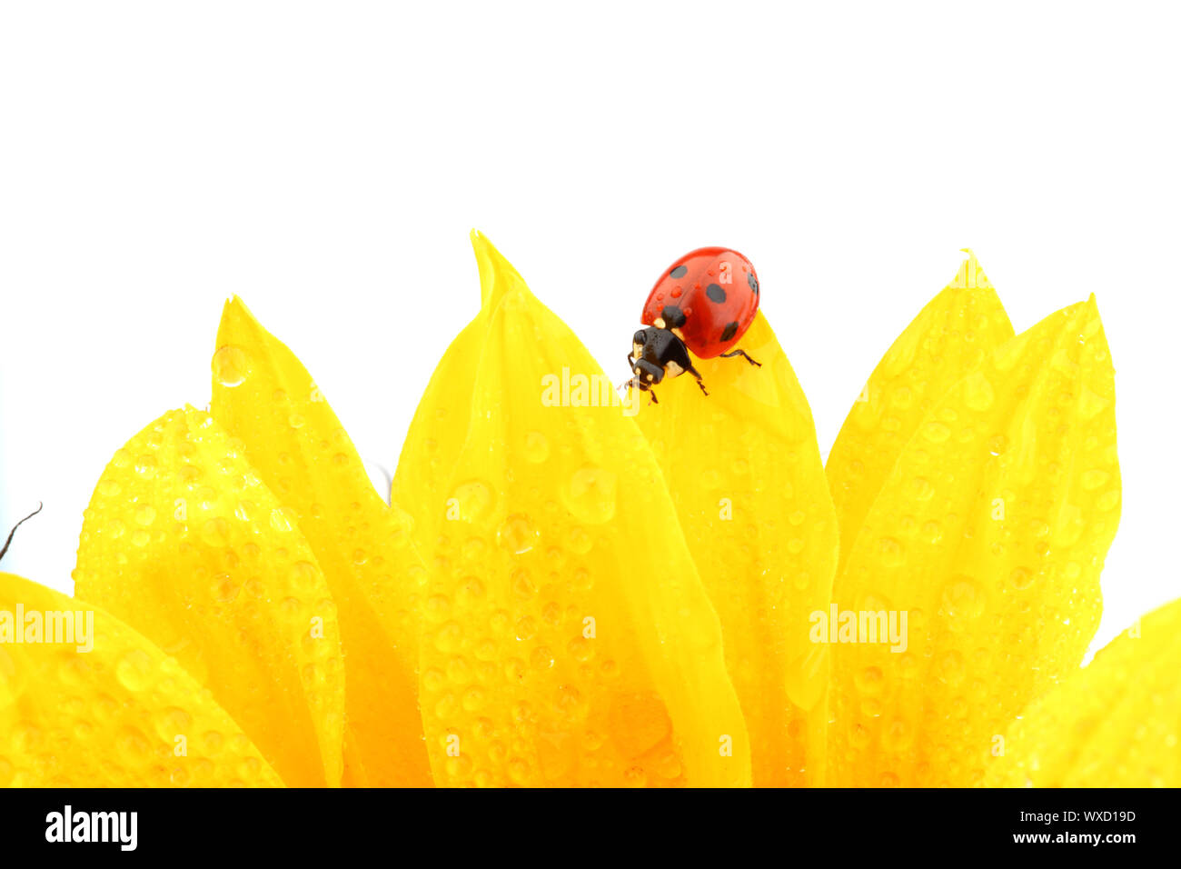 ladybug on sunflower isolated white background Stock Photo - Alamy