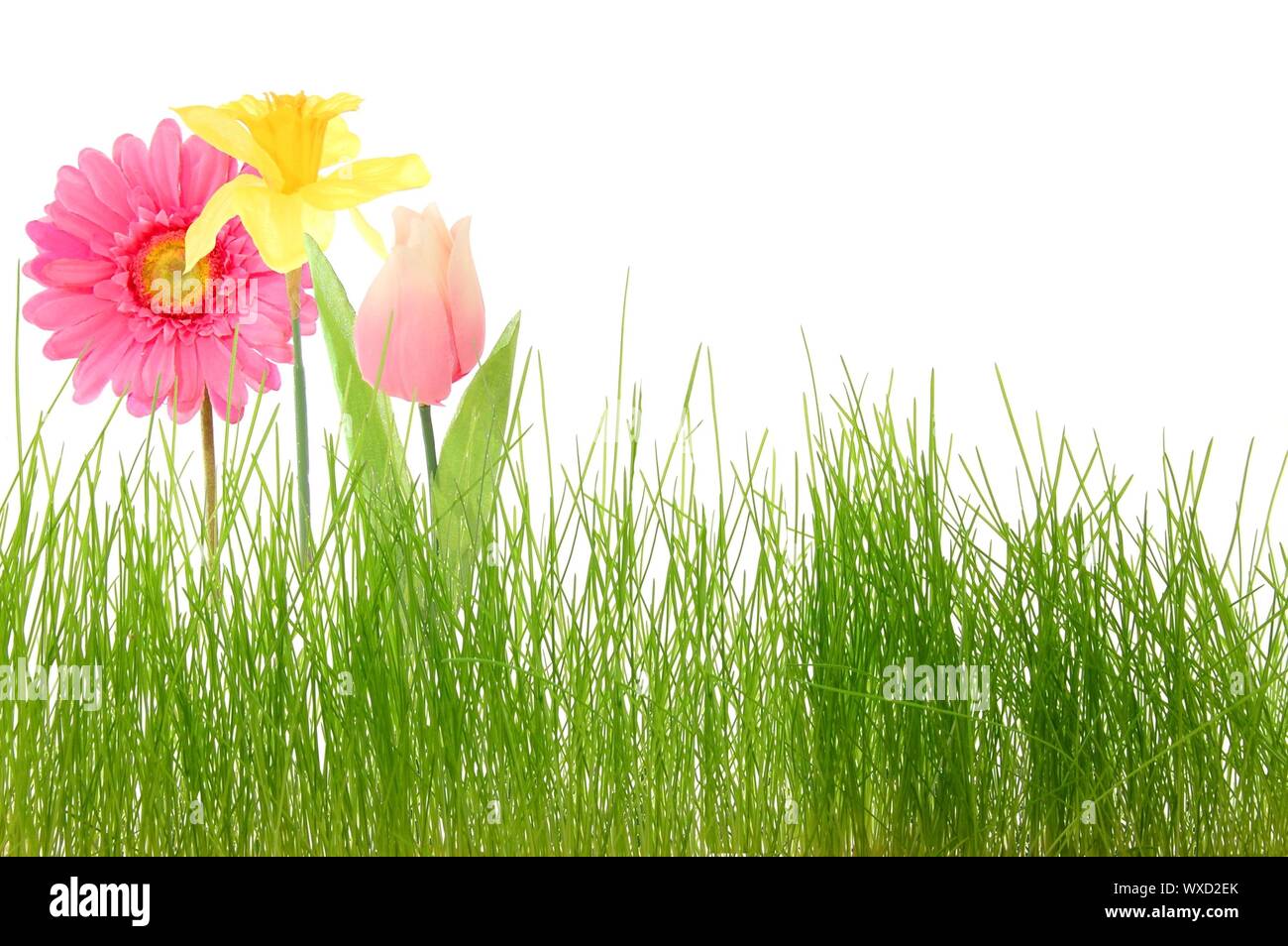 flower and grass isolated on white background showing summer concept ...