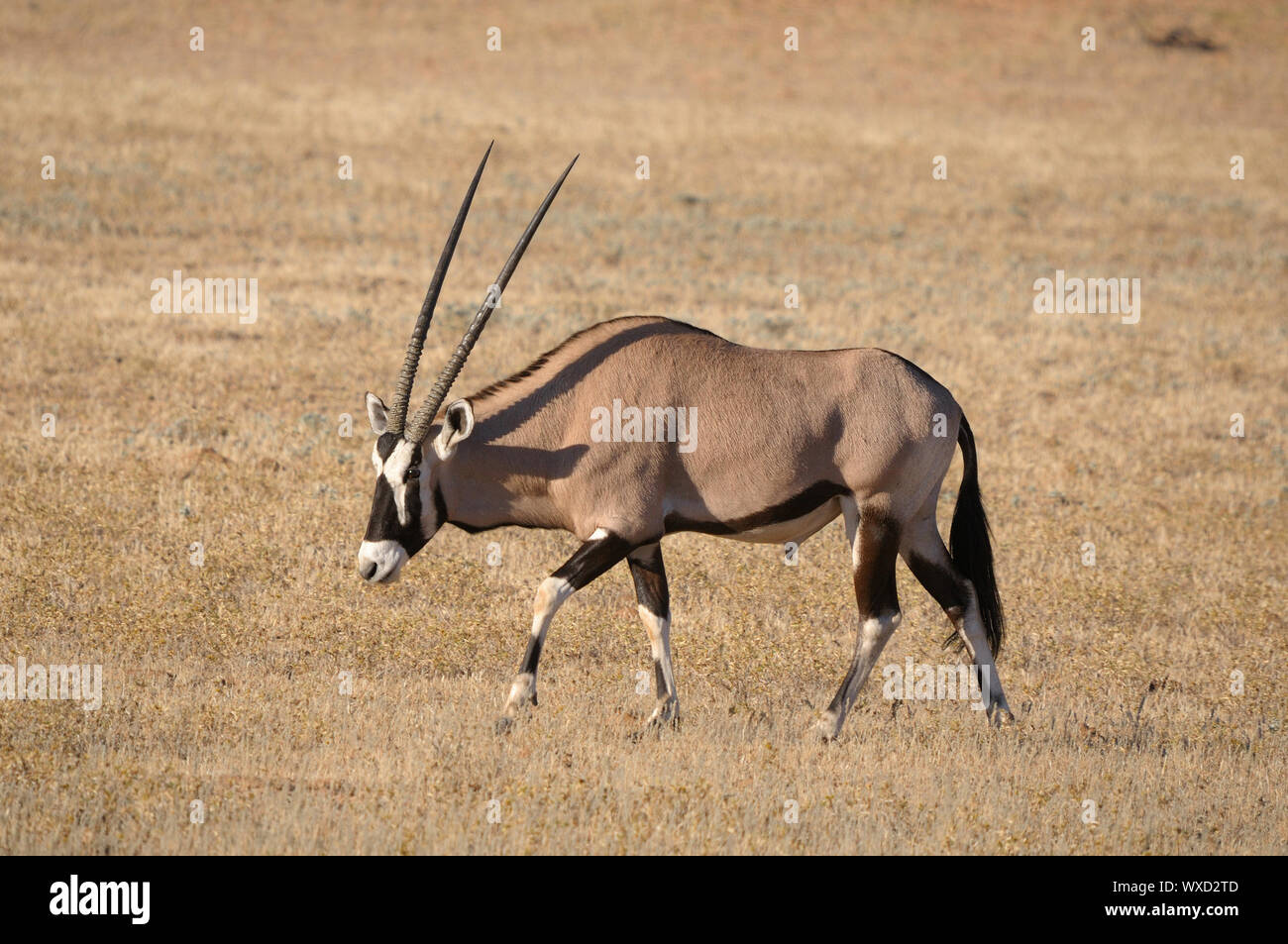 Oryx (Gemsbok) in the Kgalagadi Transfrontier Park, South Africa Stock ...