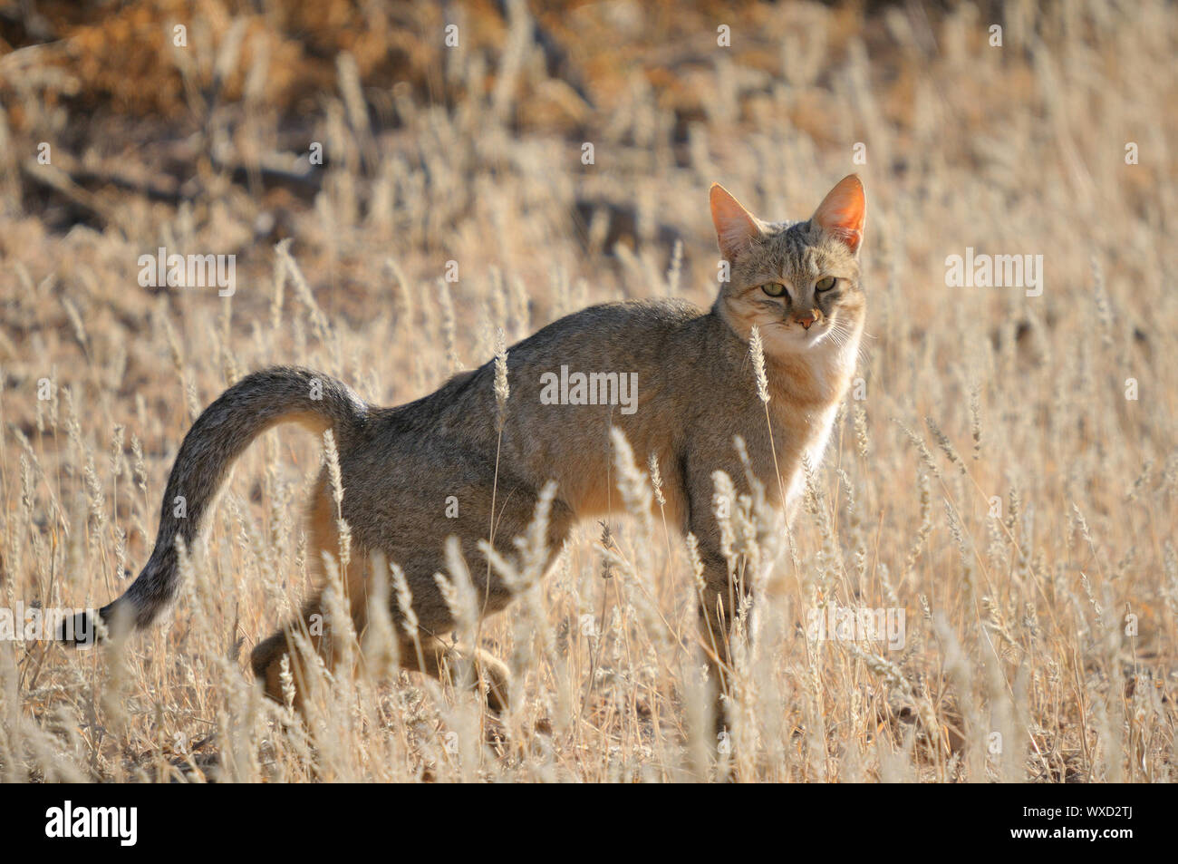 African wildcat hi-res stock photography and images - Alamy