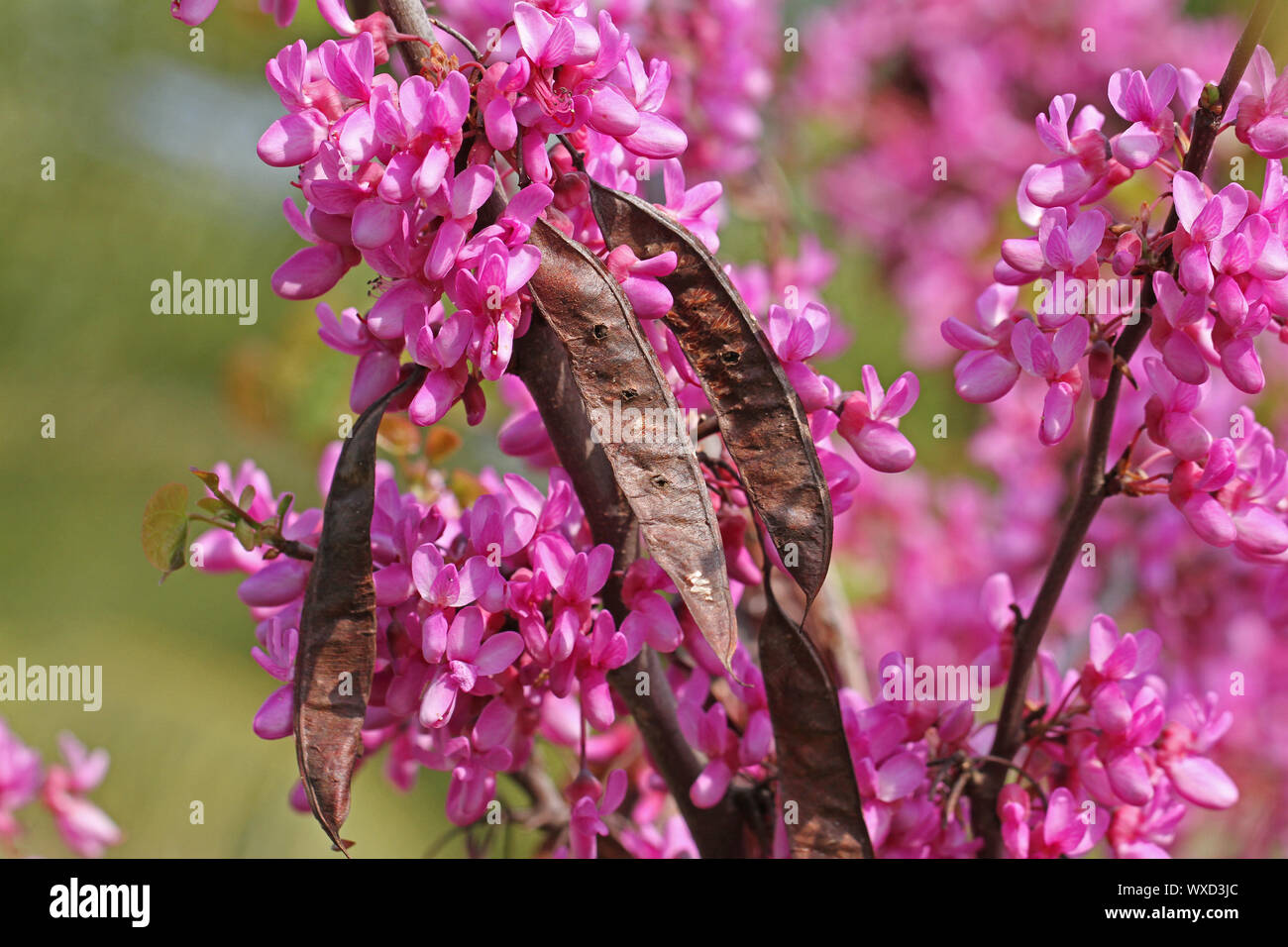 Cercis canadensis bud hi-res stock photography and images - Alamy