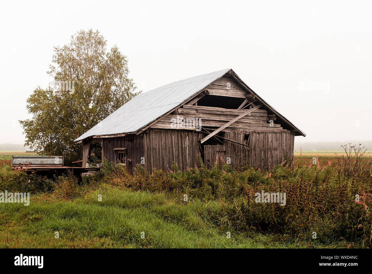 A rusty trailer parked by an old abandoned barn house on the autumn ...