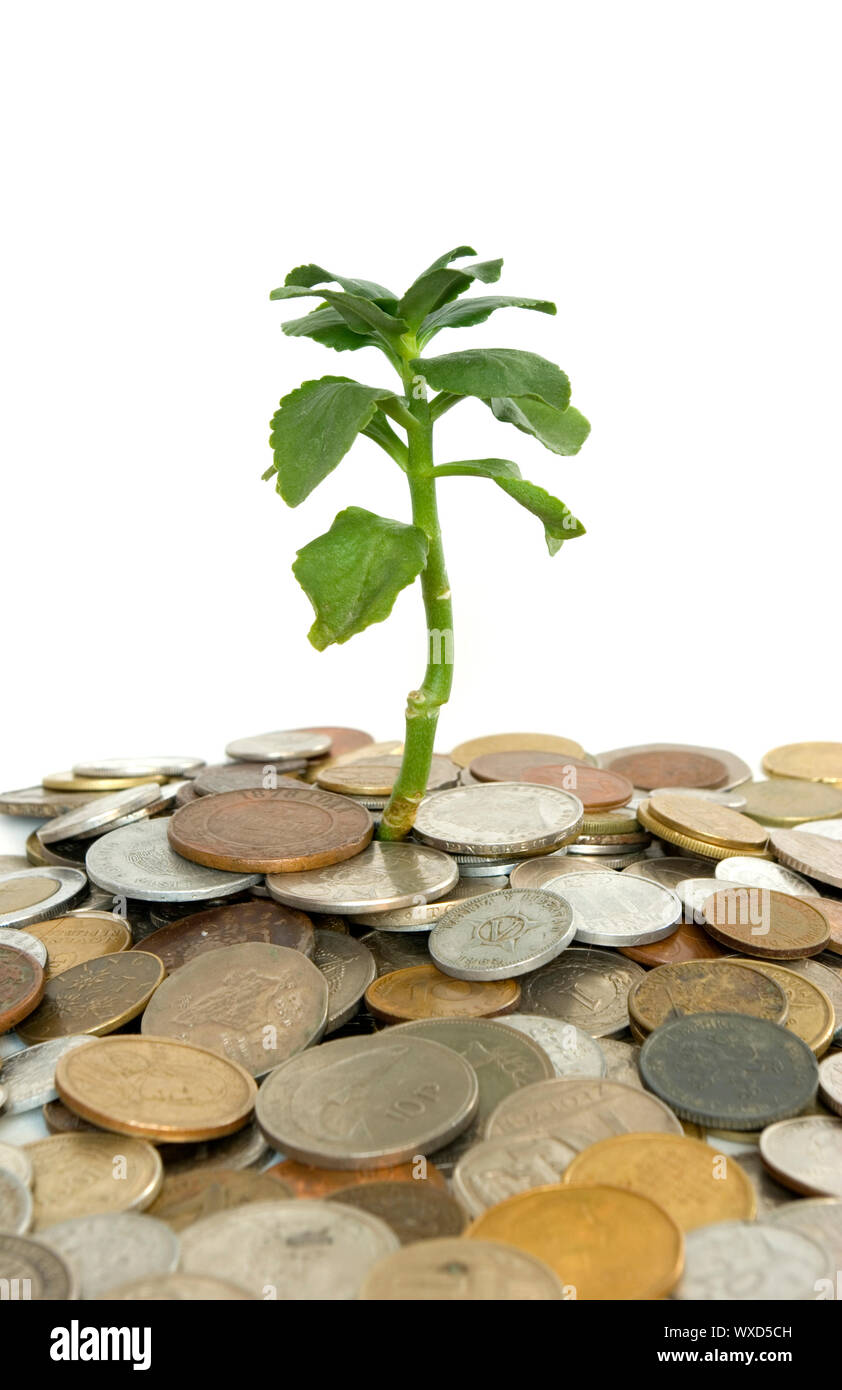 Coins and plant isolated on white background Stock Photo - Alamy
