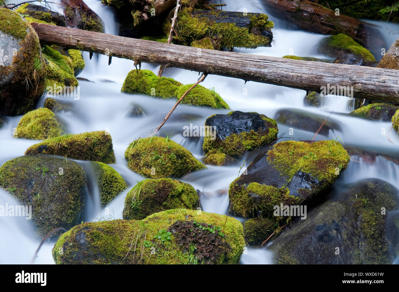 Moss Filled Boulders Fill Stream as Water Rushes By in this Oregon ...