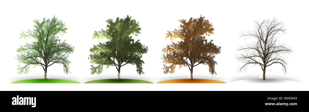 tree in four seasons Stock Photo - Alamy