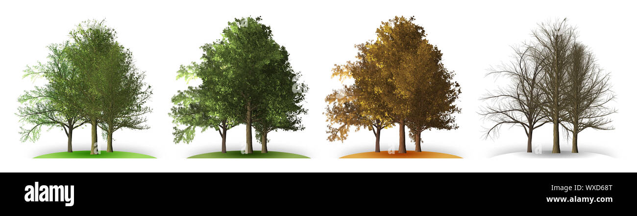 tree in four seasons Stock Photo - Alamy