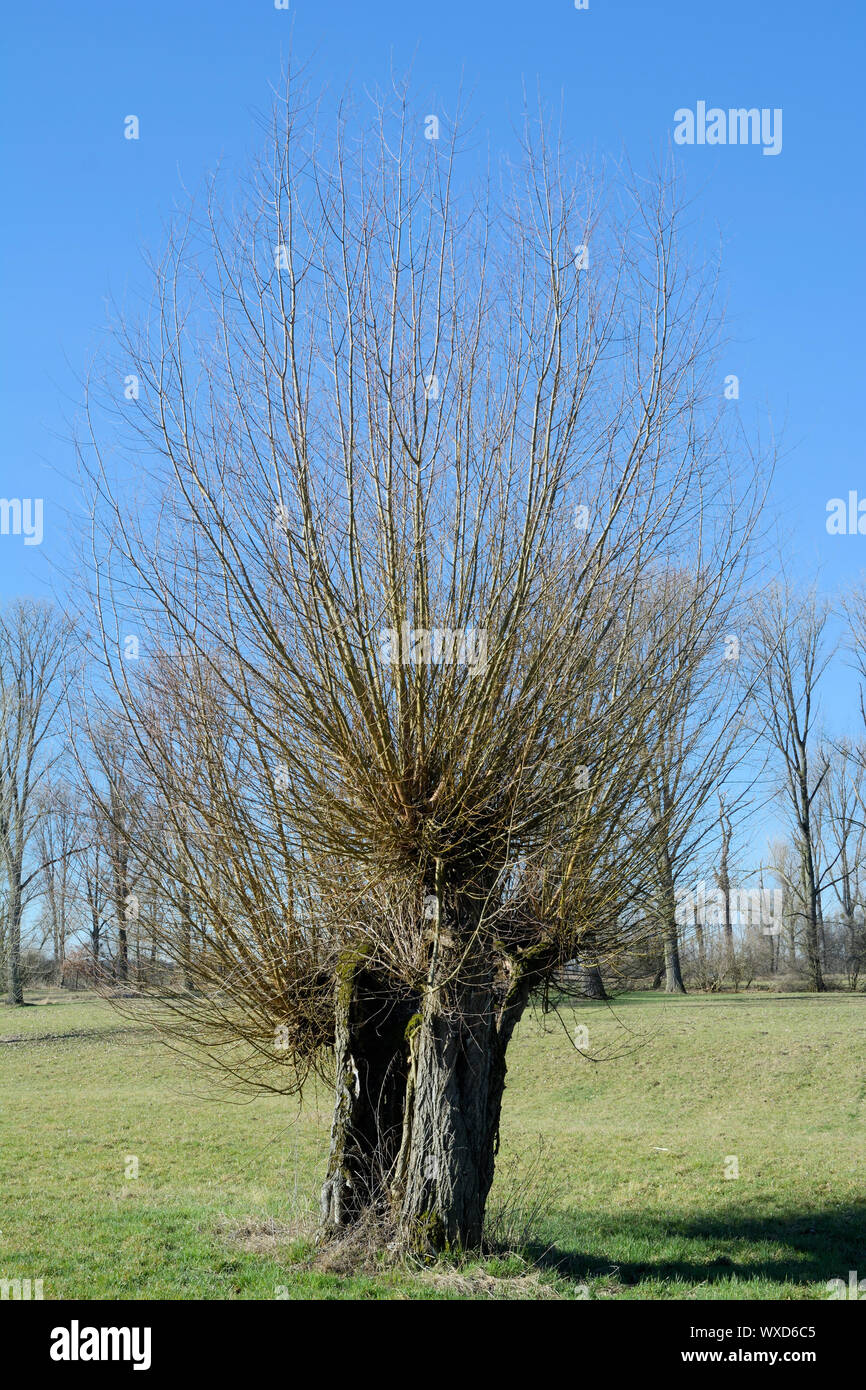 Osier basket hi-res stock photography and images - Alamy