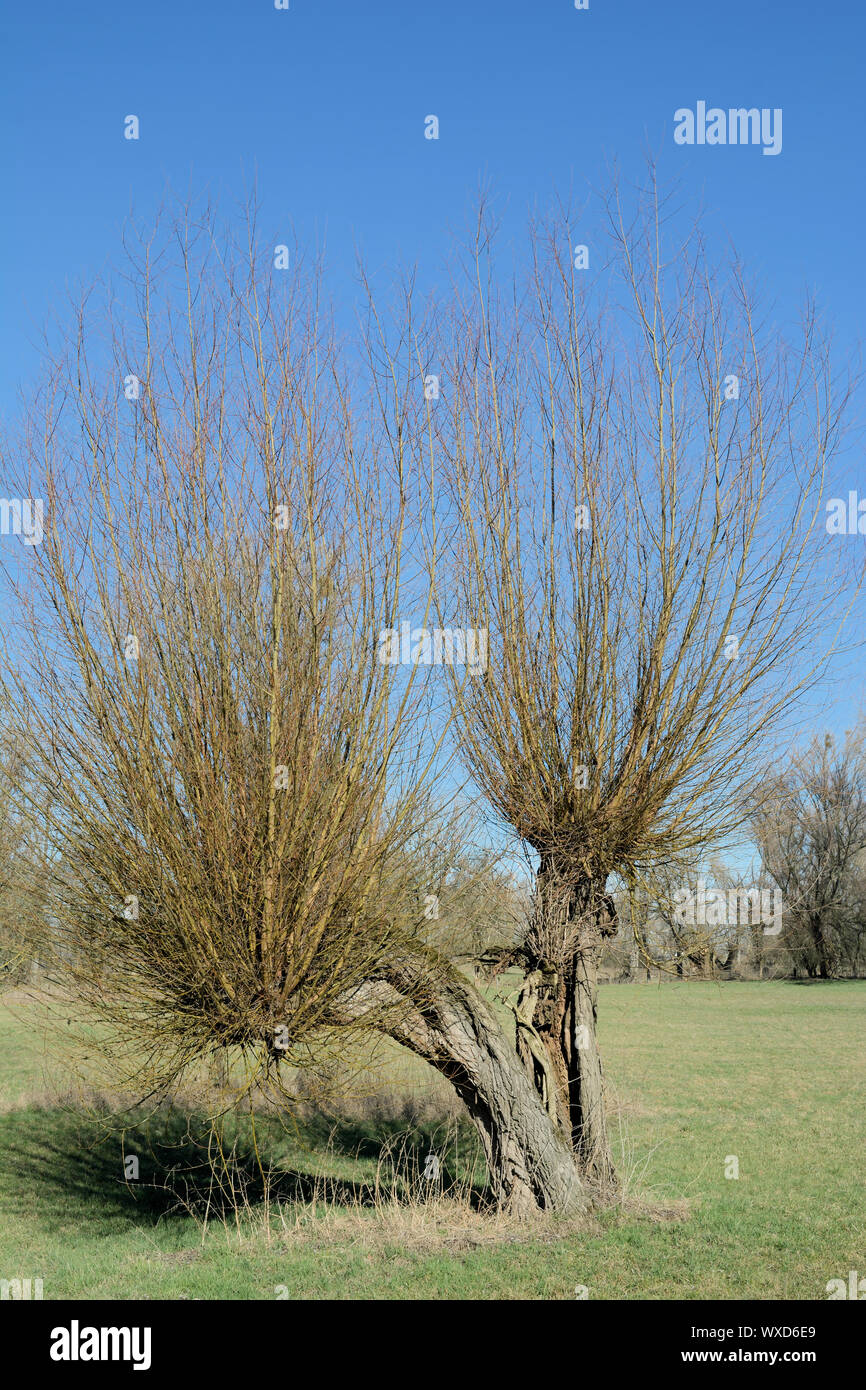 Salix germany hi-res stock photography and images - Alamy