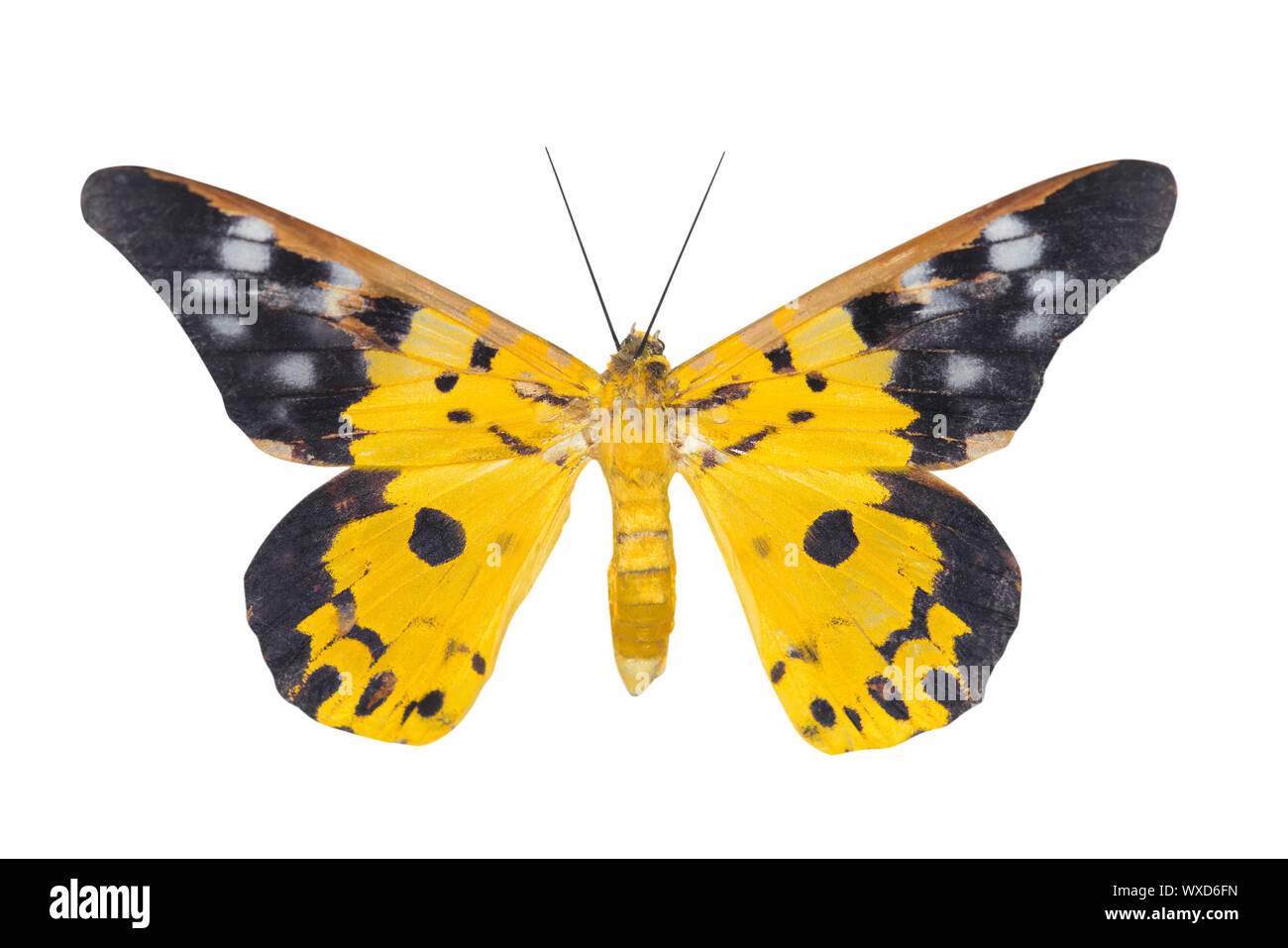 Day moth butterfly ( Eterusia repleta) isolated on white background ...