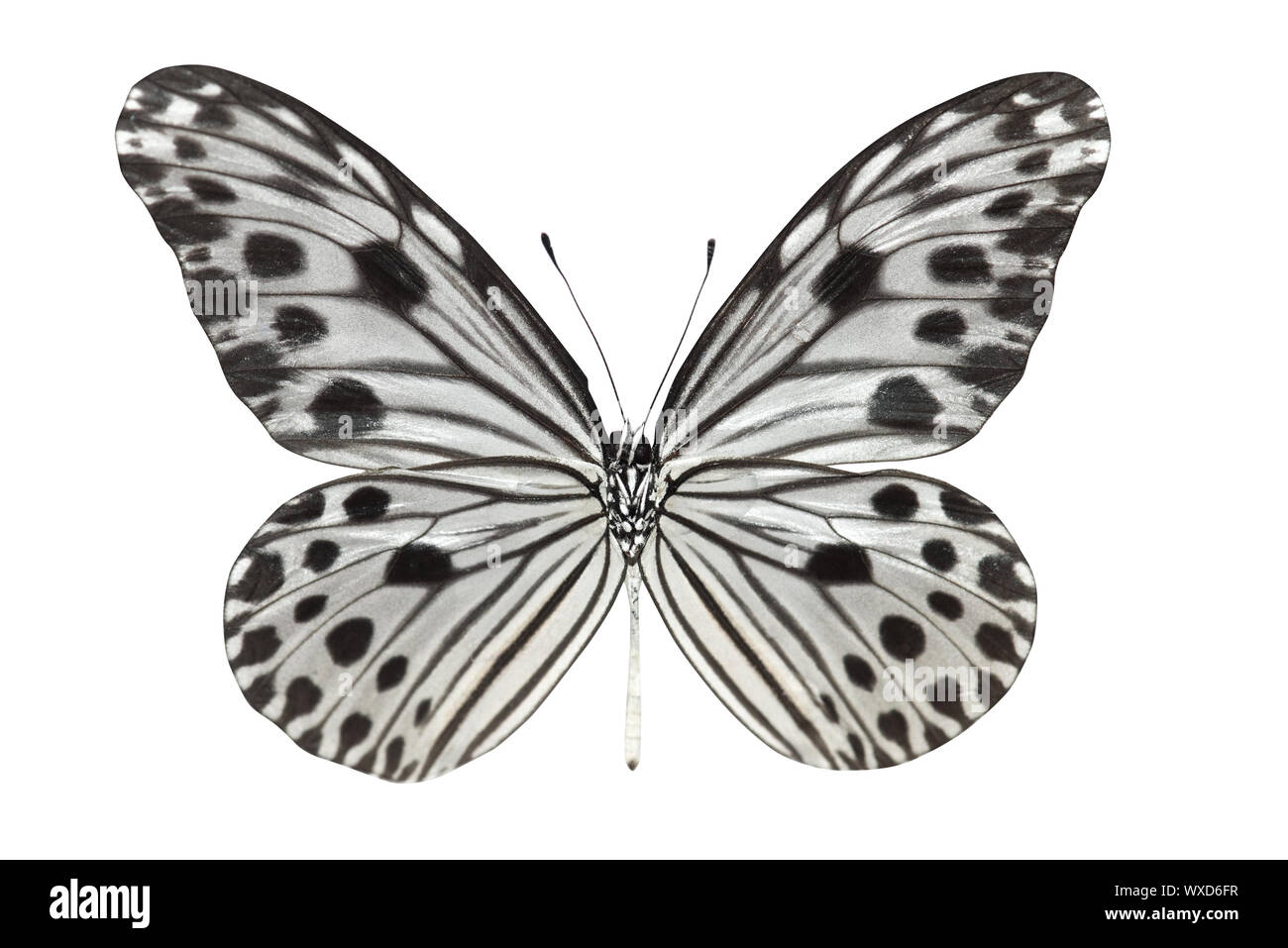 Butterfly (Idea lynceus) isolated on white background Stock Photo - Alamy