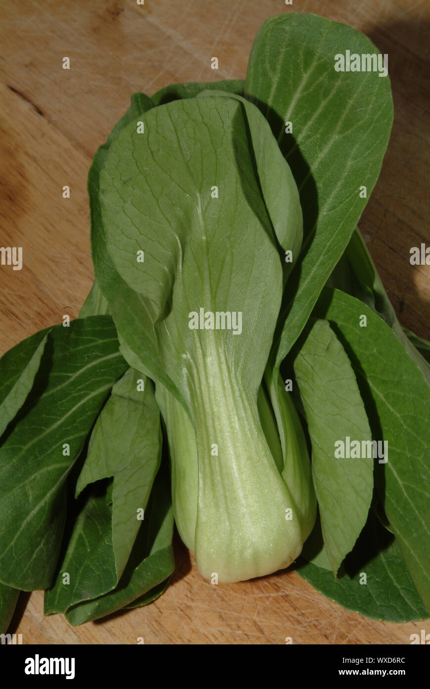 Pak choi bio hi-res stock photography and images - Alamy
