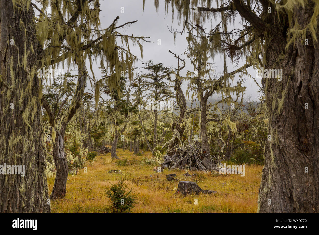 Worlds southernmost forest hi-res stock photography and images - Alamy