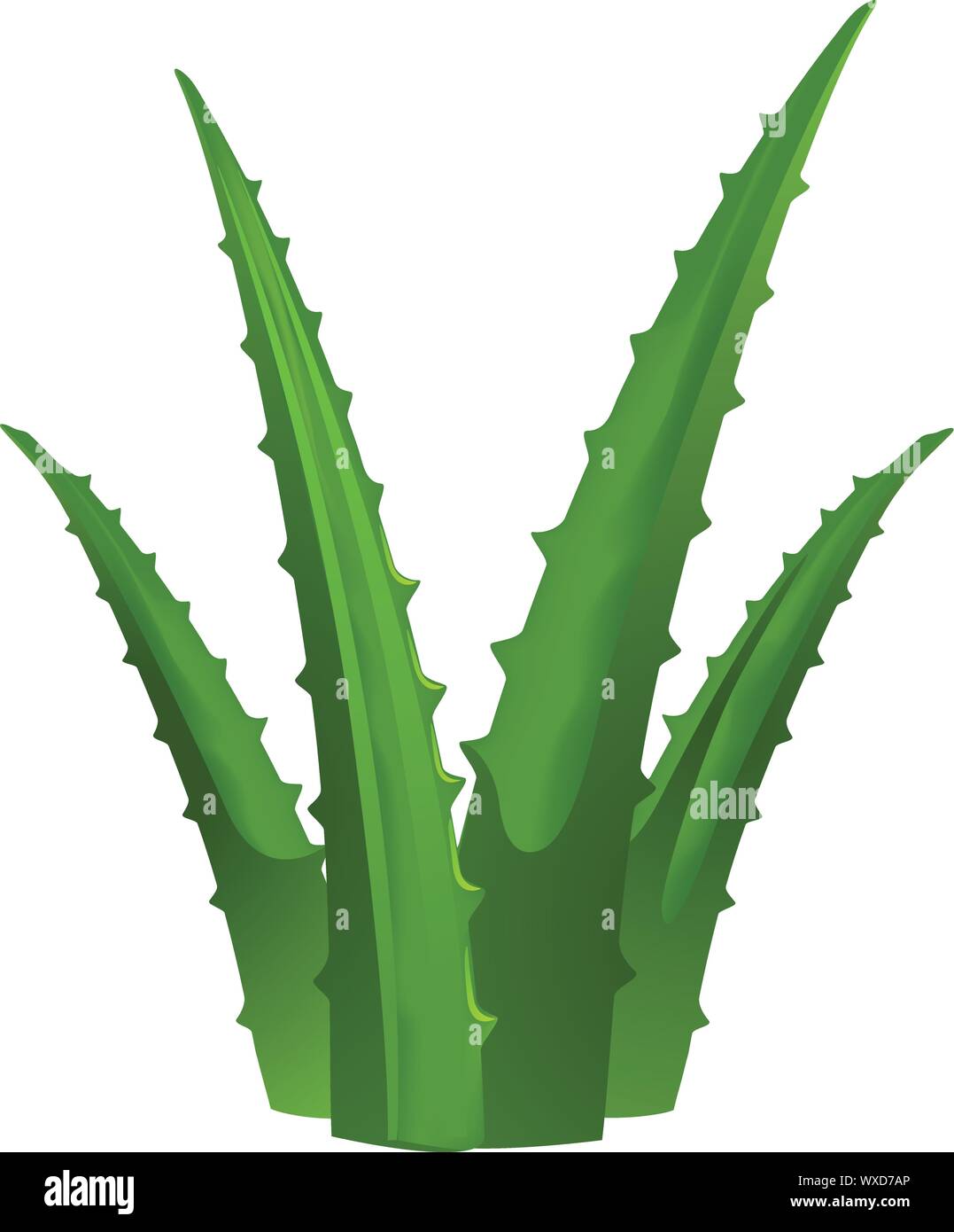 Green aloe vera icon. Cartoon of green aloe vera vector icon for web ...