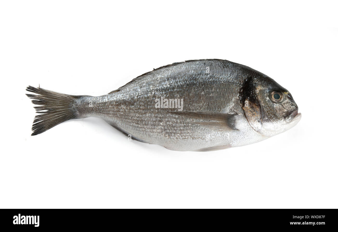 One isolated sea bream on the white background Stock Photo - Alamy