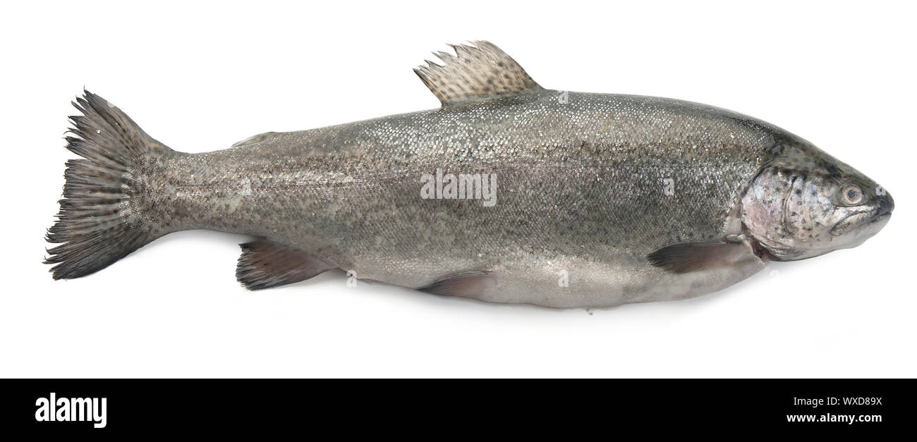 One raw trunk of rainbow trout on the white Stock Photo - Alamy