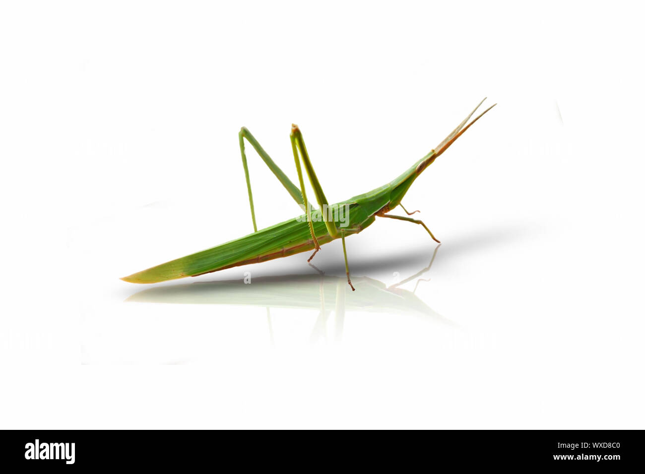 This is a photo of green locust on white background Stock Photo - Alamy