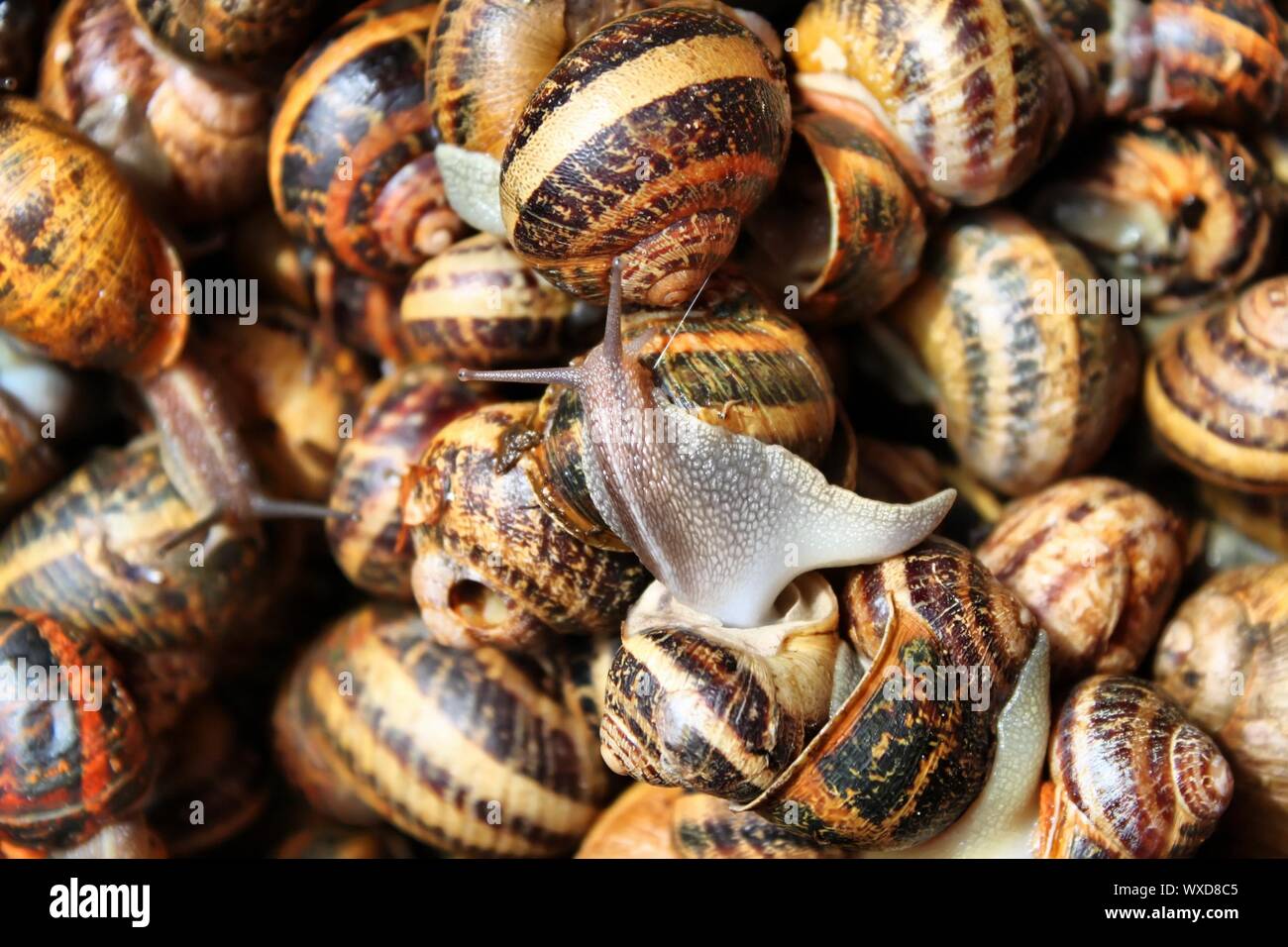 Animal escargot hi-res stock photography and images - Alamy