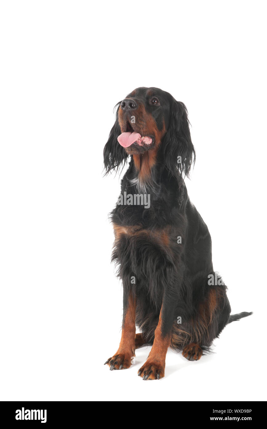 Gordon setter Cut Out Stock Images & Pictures - Alamy