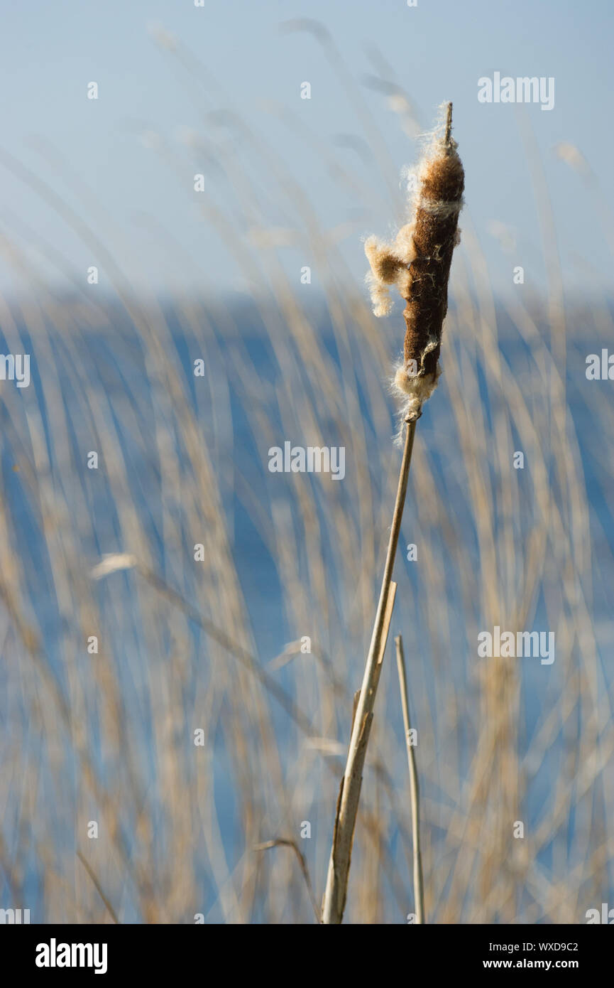 Open bulrush hi-res stock photography and images - Alamy