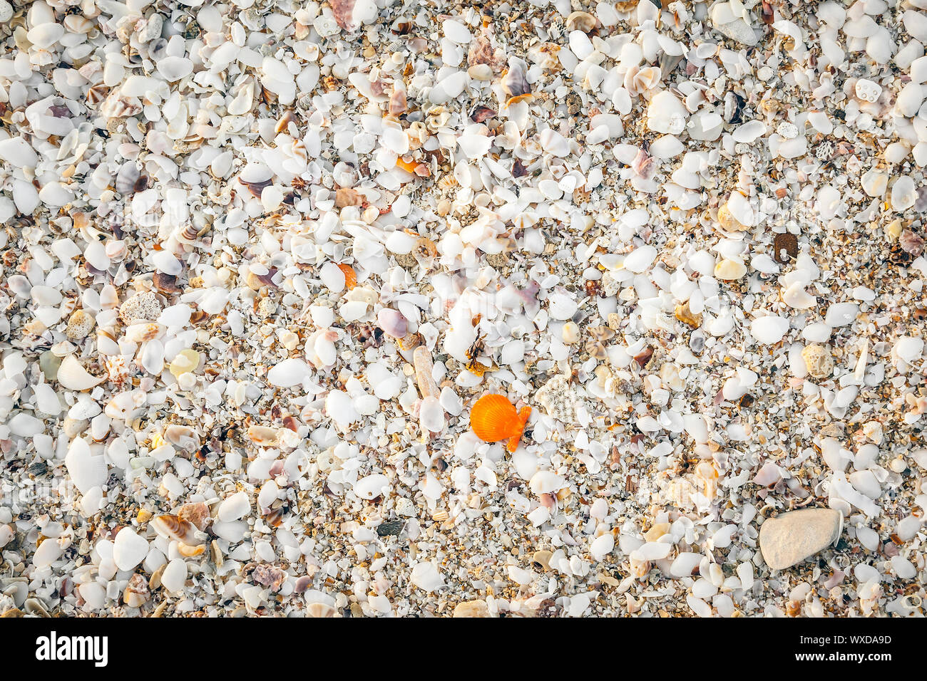 An image of a nice sea shell background Stock Photo - Alamy