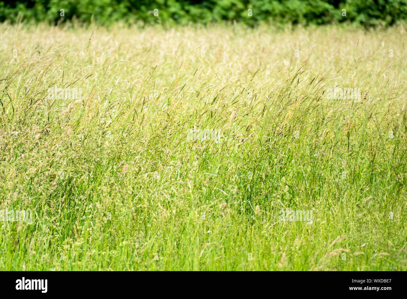 Warm colors background hi-res stock photography and images - Alamy