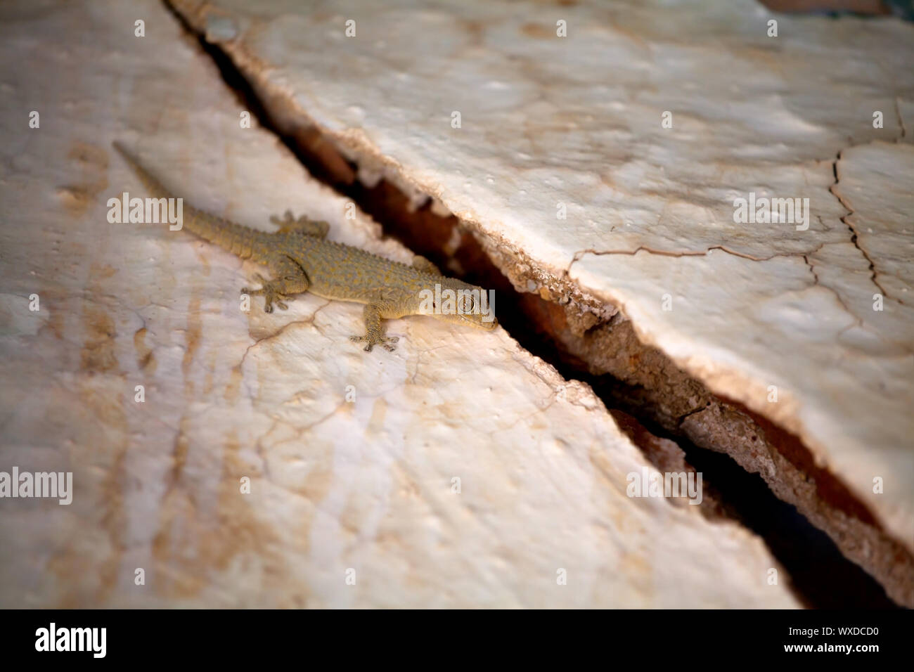Spanish gecko hi-res stock photography and images - Alamy