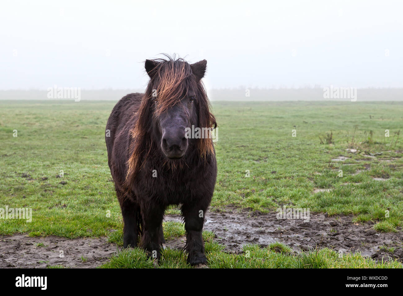 small brown pony on pasture in fog Stock Photo - Alamy