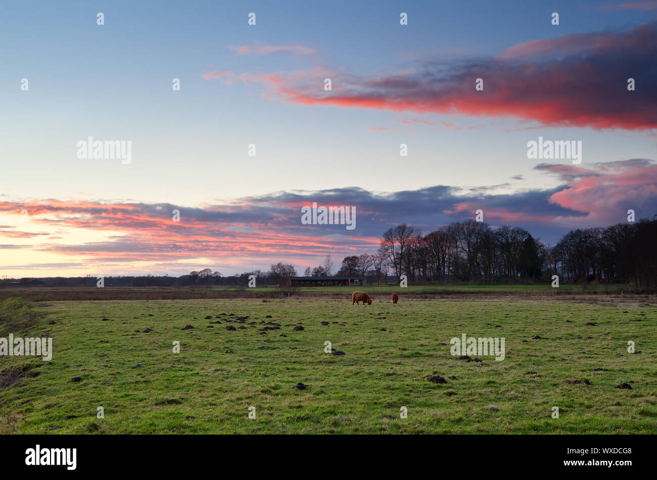 Scottish (Highland cattle) cattle on pasture at sunset Stock Photo - Alamy