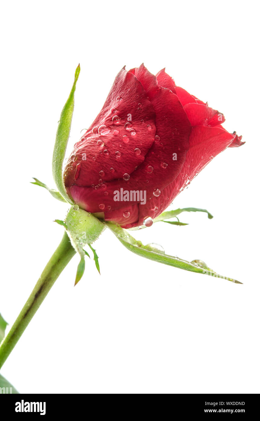 Side view of a beautiful red rose with dew drops isolated on a white ...