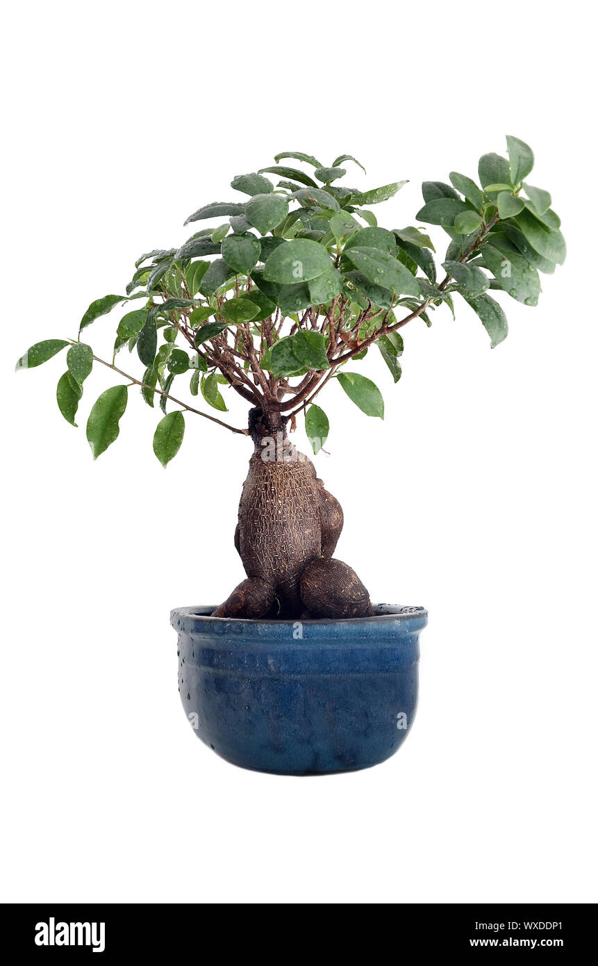 Bonsai tree with water drops isolated on white Stock Photo - Alamy