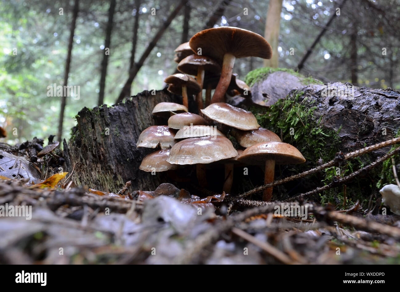 Brick tuft fungi hi-res stock photography and images - Alamy