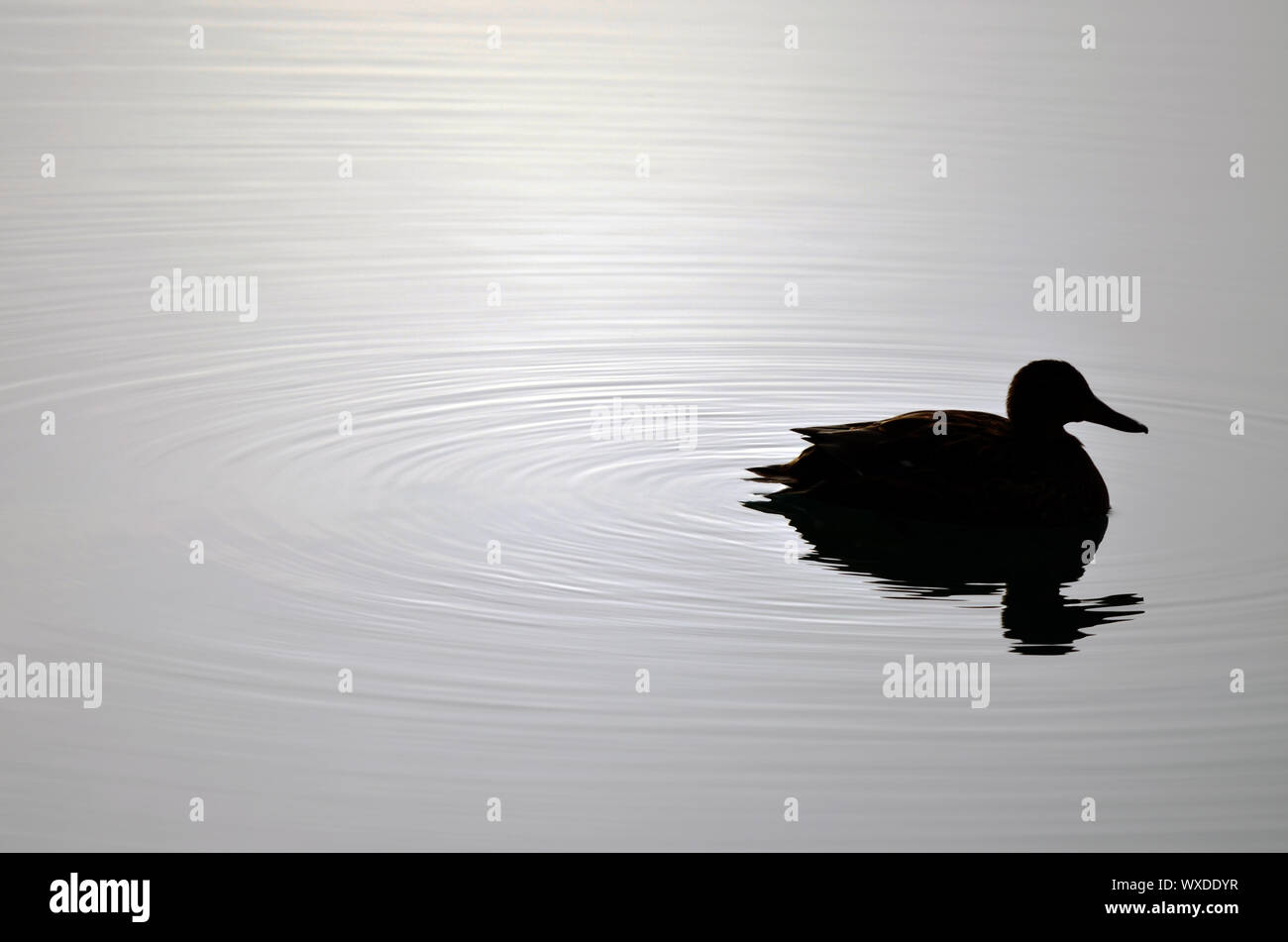 Duck Silhouette and beautiful water ripples Stock Photo - Alamy
